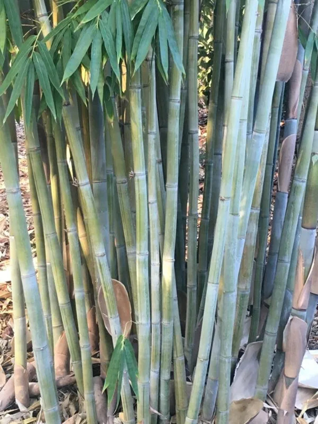 Bamboo Seeds – Page 4 – Green River Seeds