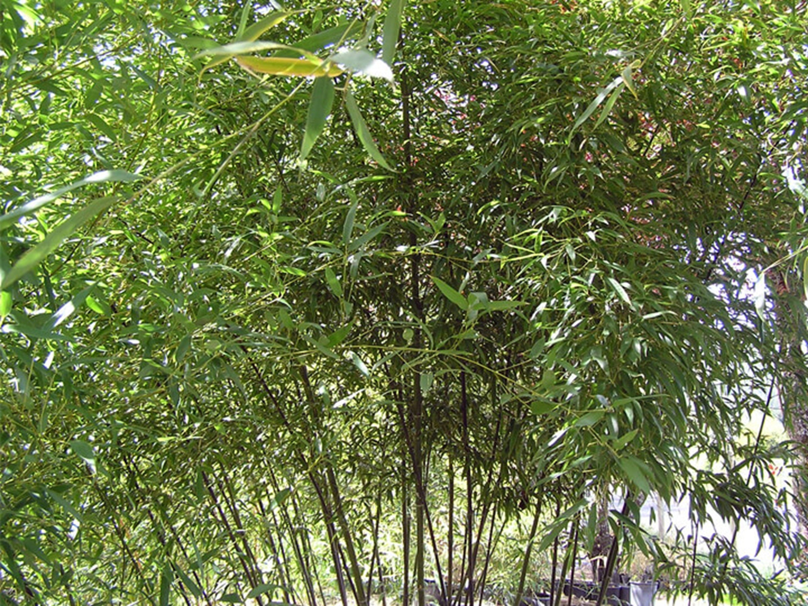 Green River 50 Spotted Bamboo Seeds - Tall Bamboo Plant Seeds for Priv ...