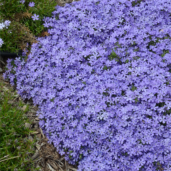 50 Violet Pinwheel Phlox Seeds Flower Perennial Seed Flowers Butterfly ...