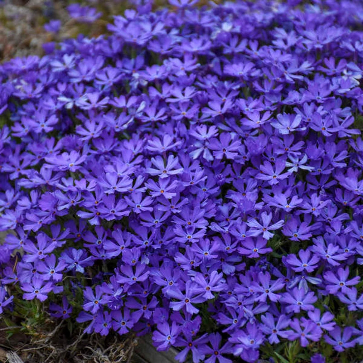 50 Violet Pinwheel Phlox Seeds Flower Perennial Seed Flowers Butterfly ...