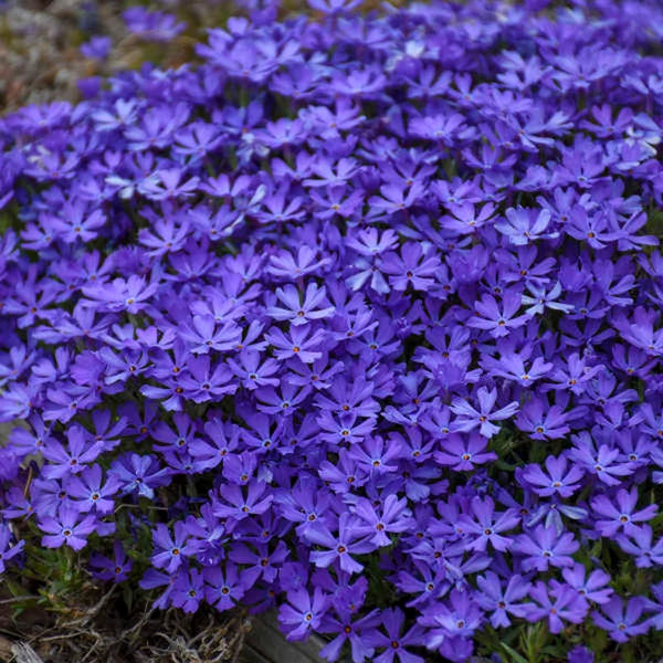 50 Violet Pinwheel Phlox Seeds Flower Perennial Seed Flowers Butterfly ...