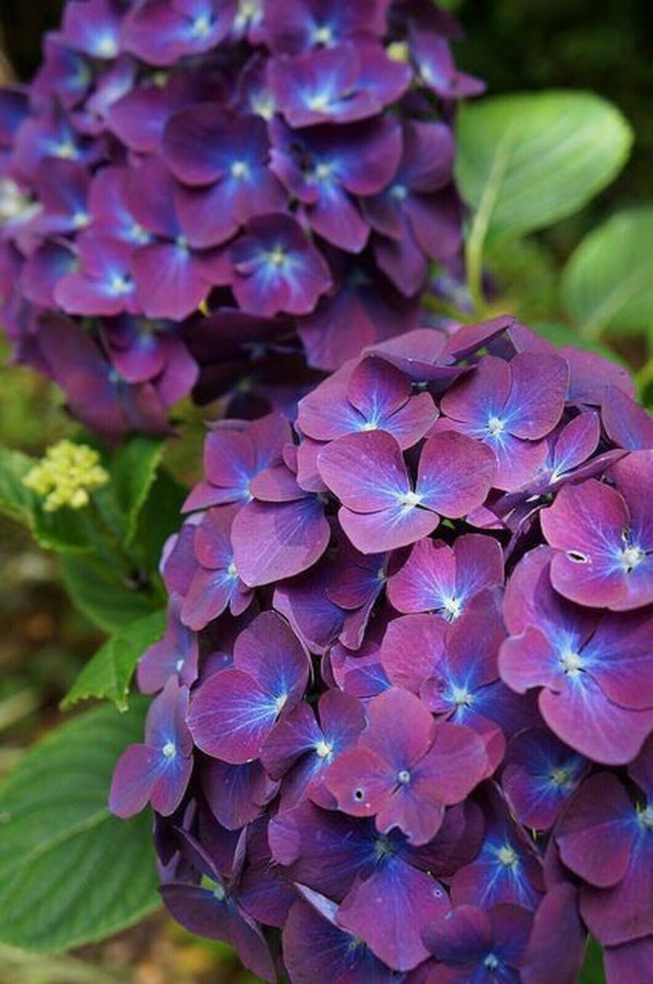 Green River 5 Purple Blue Hydrangea Seeds – Premium Flower Seeds for E ...
