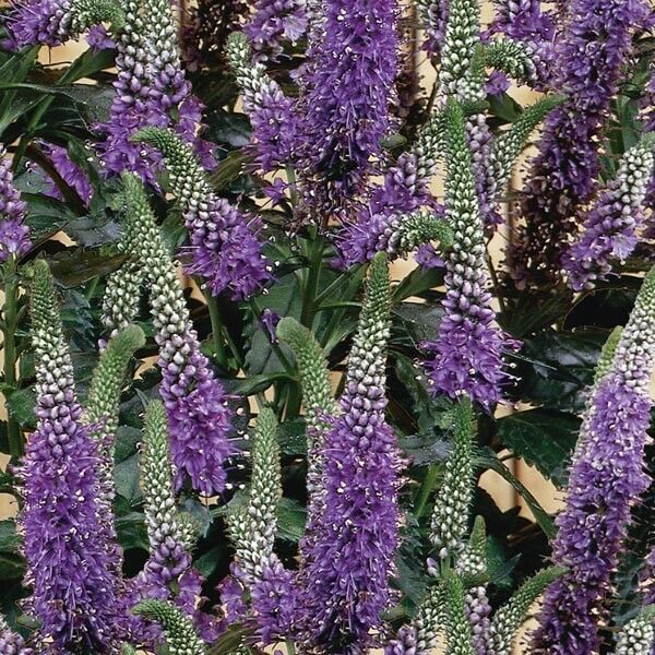 100 Purple Veronica Seeds Speedwell Royal Candle Flower Perennial Flow ...