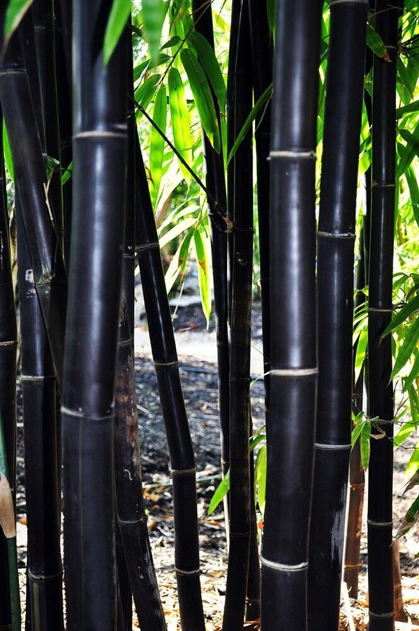 Green River 50 Timor Black Bamboo Seeds - Tall Bamboo Plant Seeds for ...