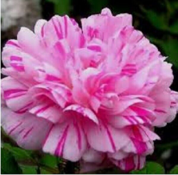 100 Double Light Pink White Moss Rose Seeds Perennial Flowers Seed 181 ...
